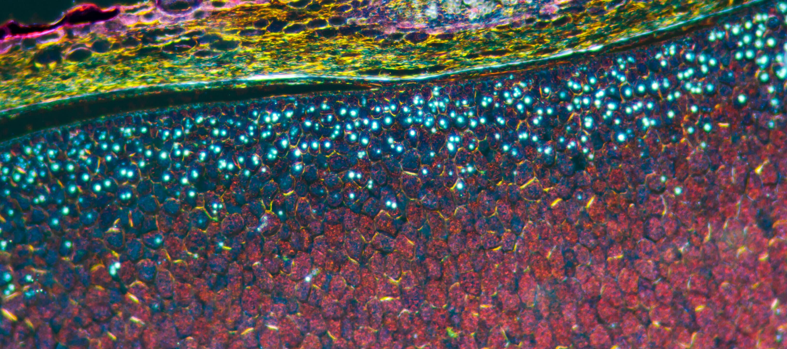 90 days of cell activity - what happens to your body