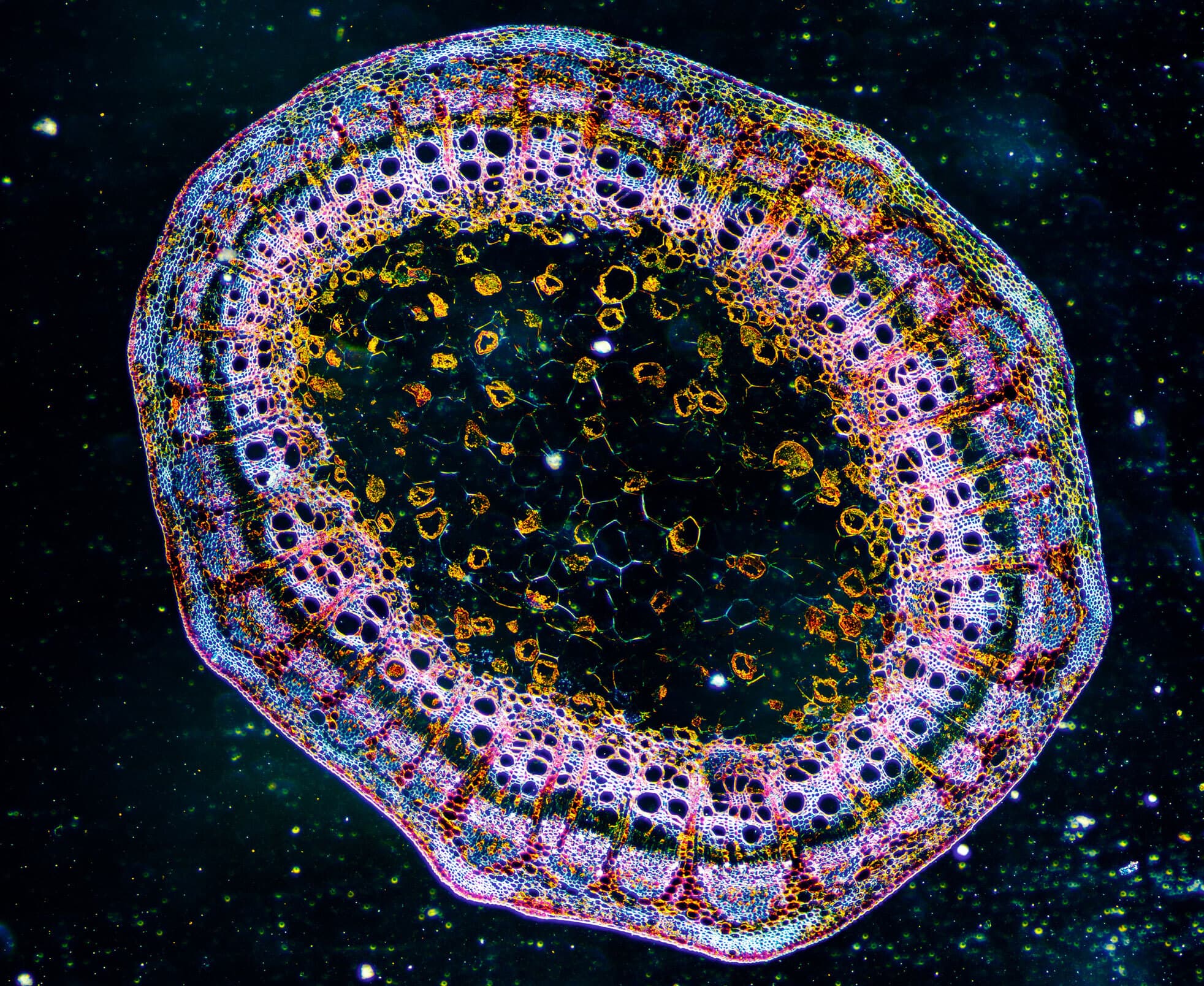 What is Cell Stress & Why Is It Important to Your Health? – MitoQ Ltd